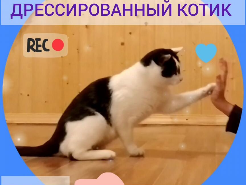 Дрессированный котик. Котенок Кошка кошечка