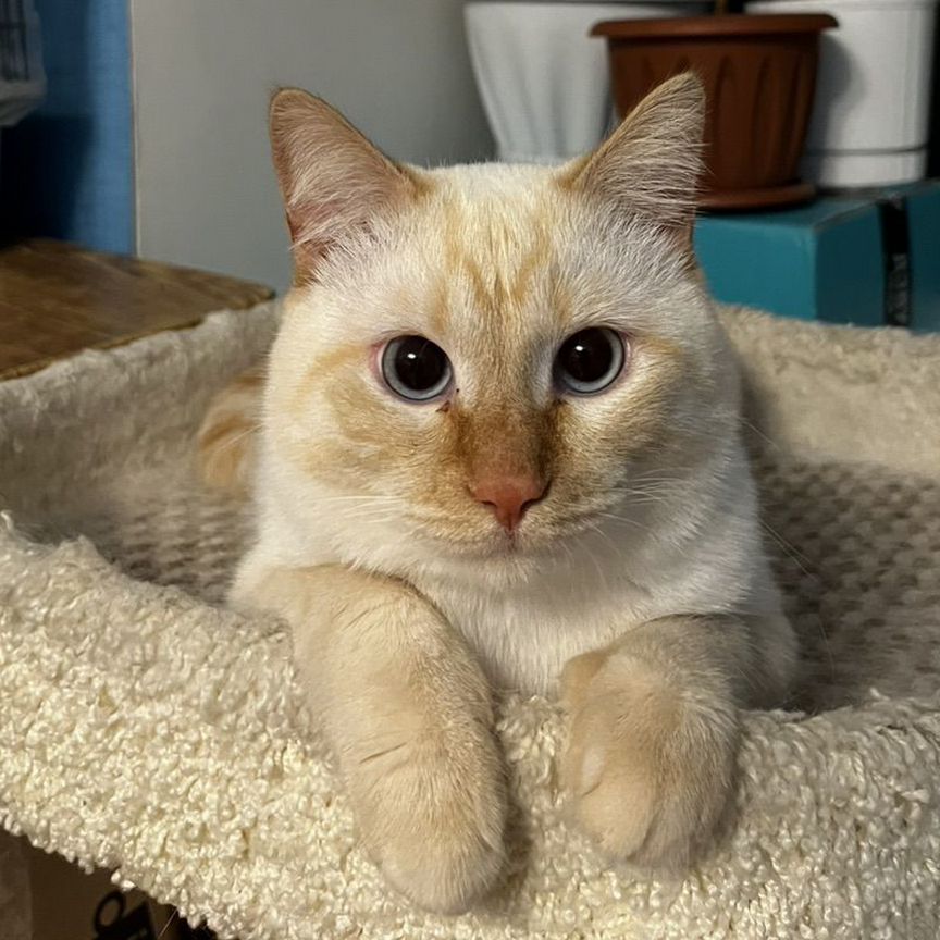 Тайский котёнок