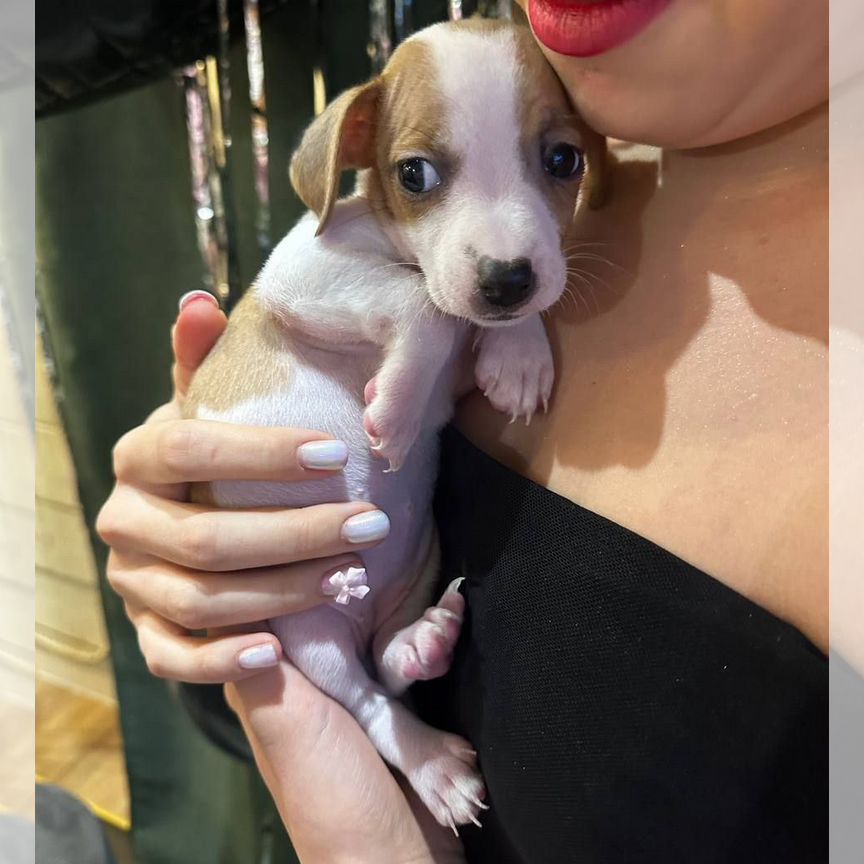 Щенок джек рассел девочка