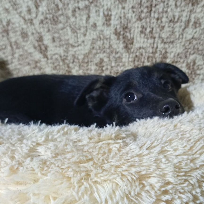 Щенок в добрые руки