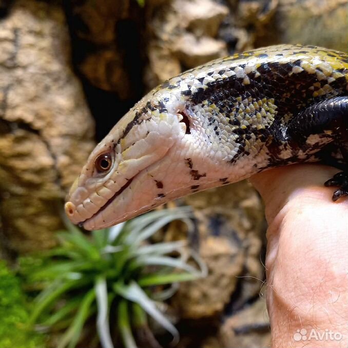 Синеязыкий сцинк