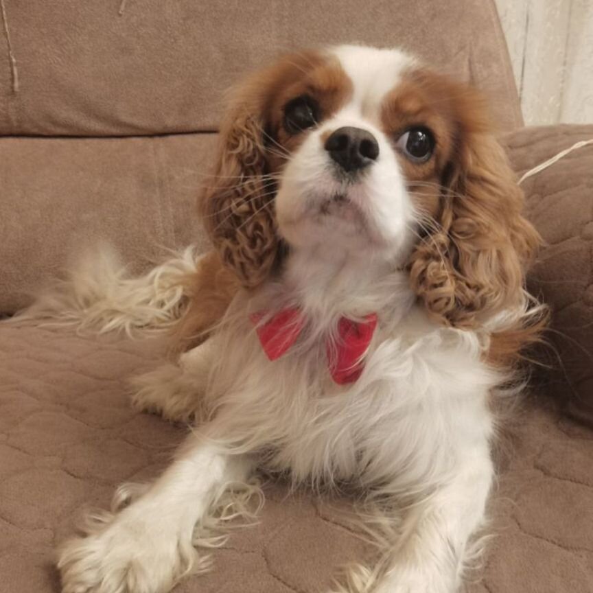 Кавалер Кинг чарльз спаниель ищет подружку
