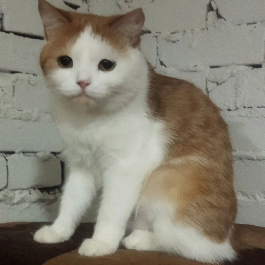 Кошечка в свой дом