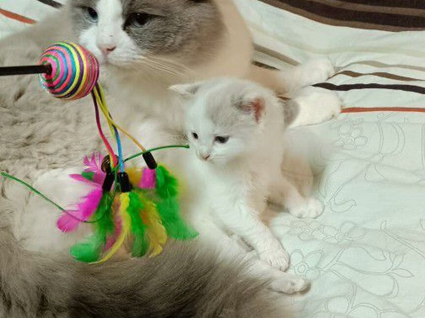 Котики рэгдолл