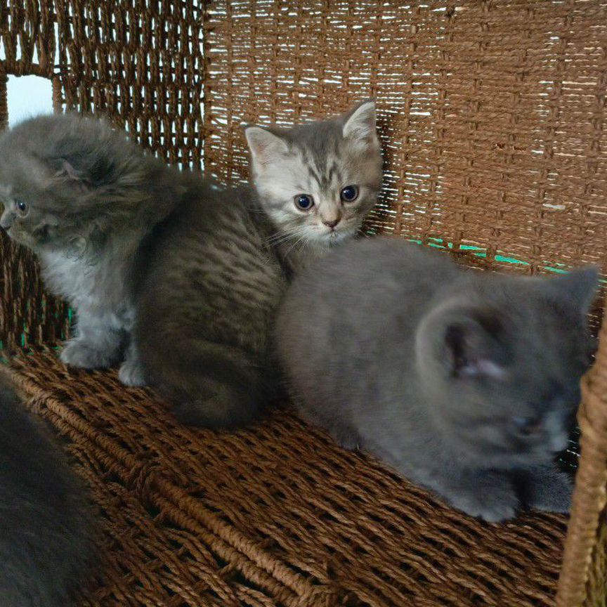 Британские вислоухие котята девочки
