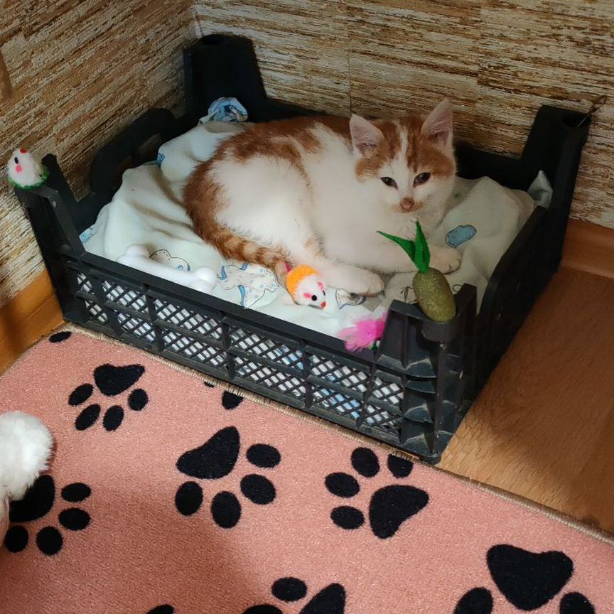 Котёнок в добрые руки