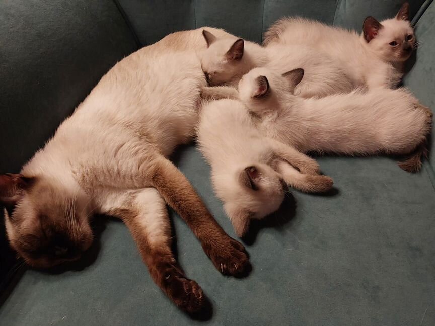 Сиамские котята