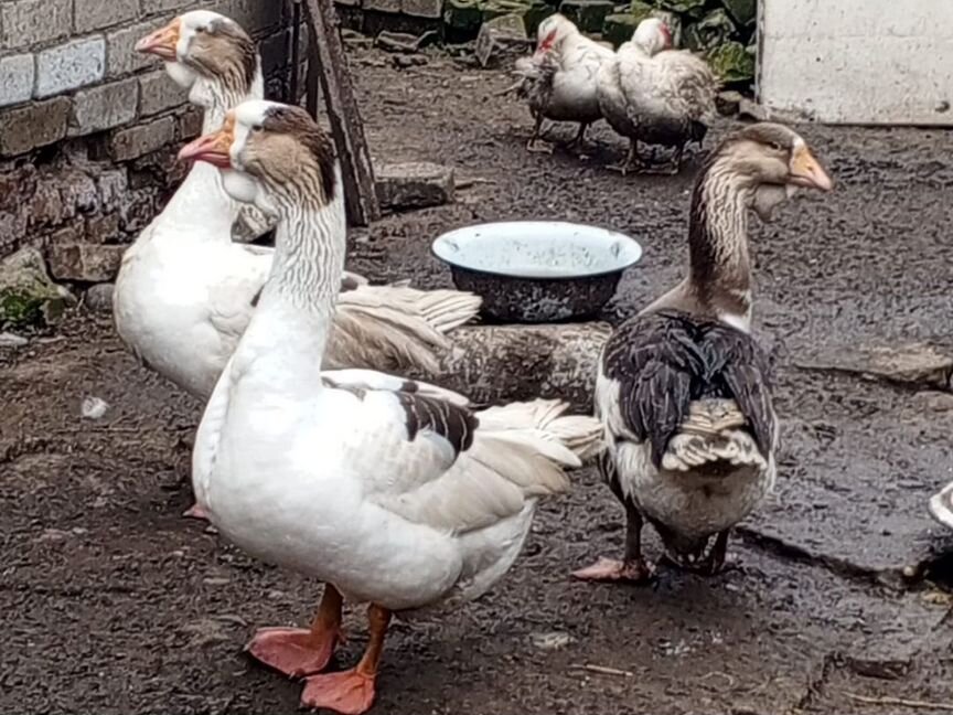 Гуси холмогор+линда