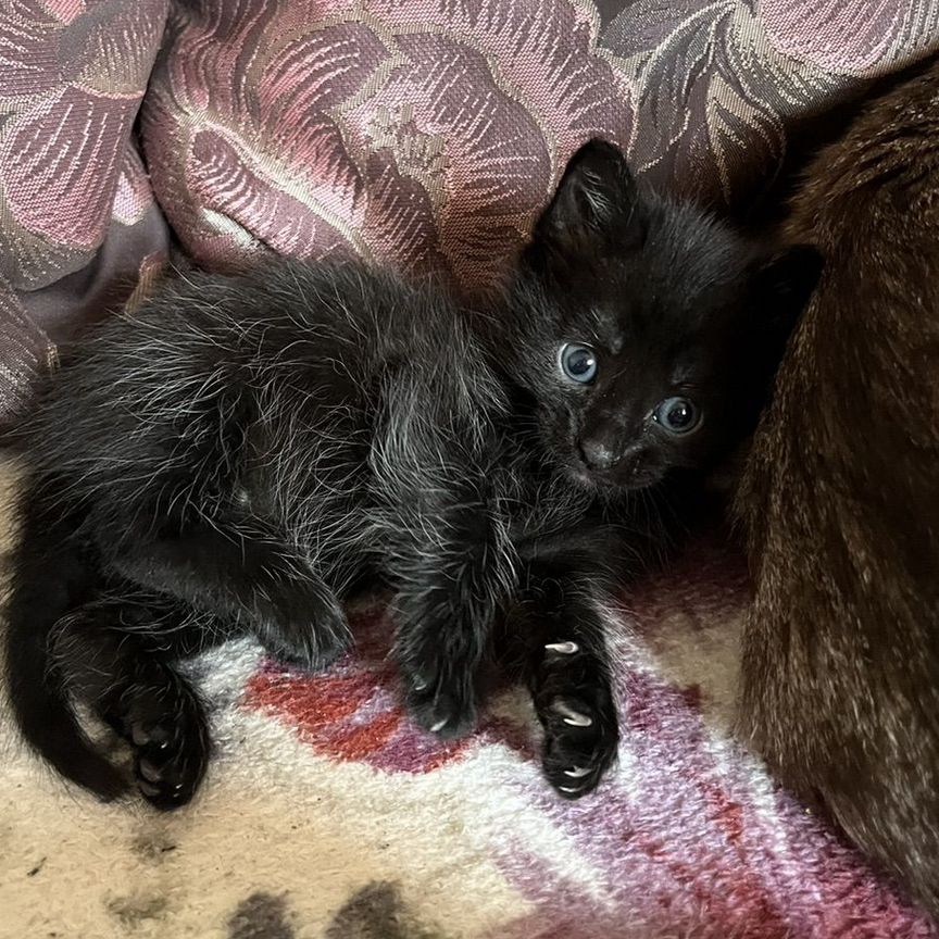 Котёнок в добрые руки