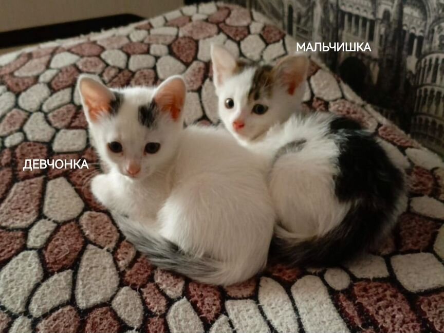 Котятки в добрые руки