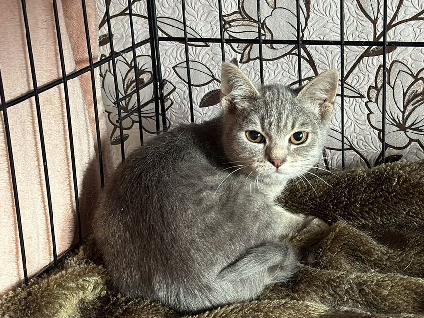 Малышка Зефирка ищет дом