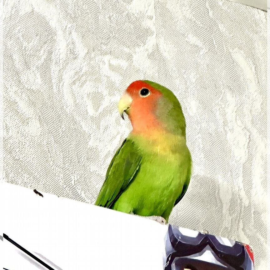 Попугай неразлучник самка