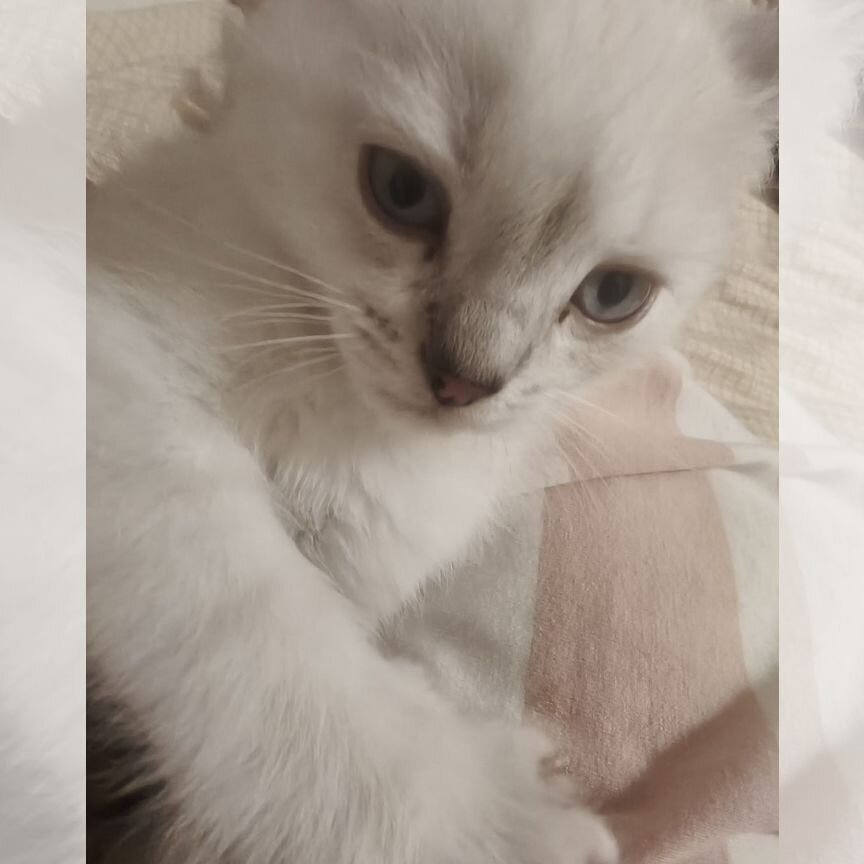 Британский короткошёрстный котёнок