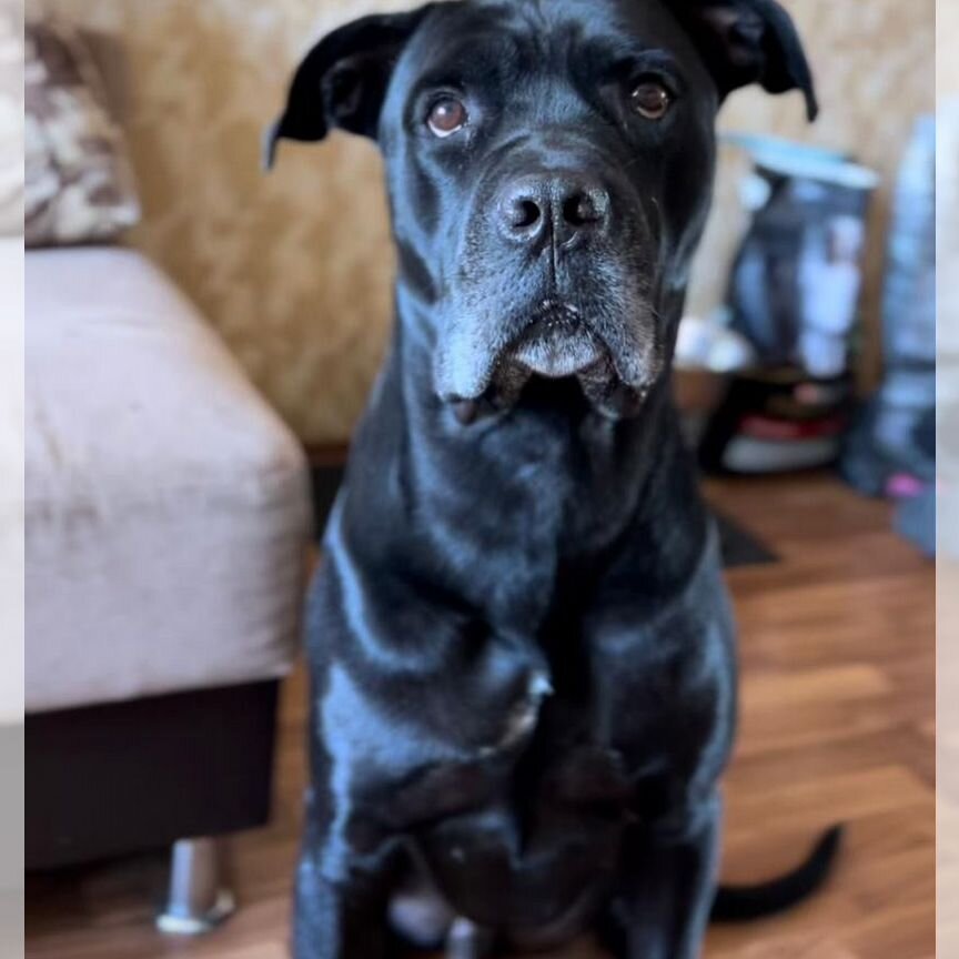 Рокки в добрые руки