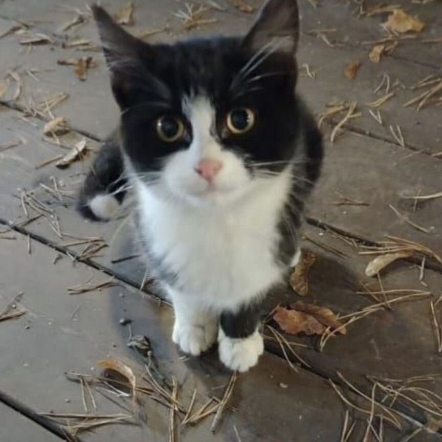 Котёнок в добрые руки