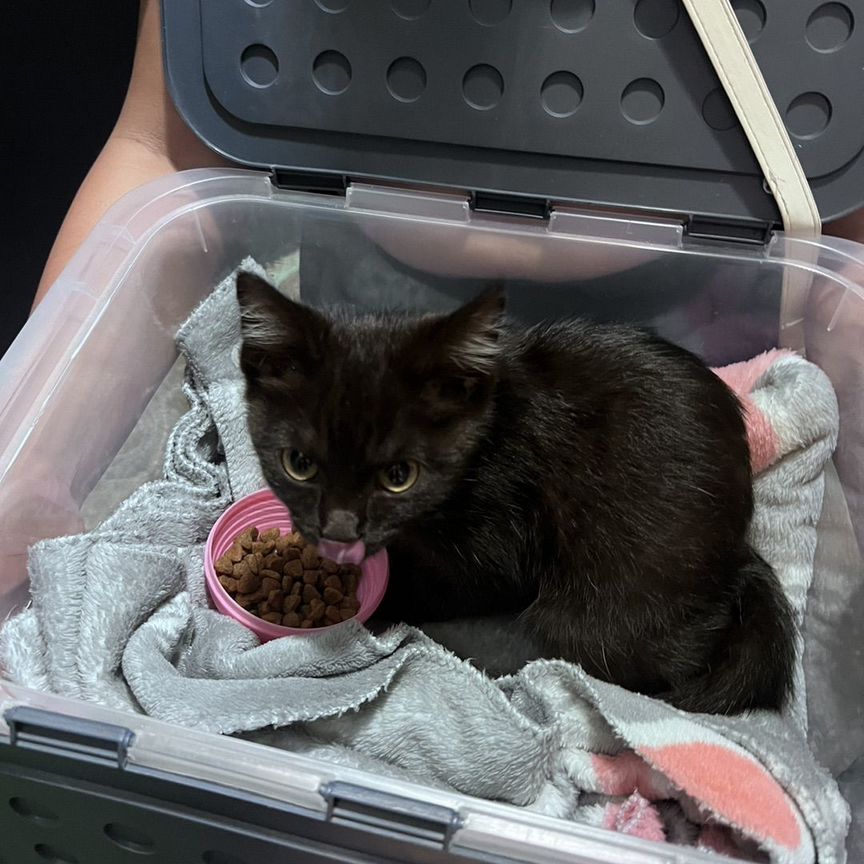 Котенок в добрые руки