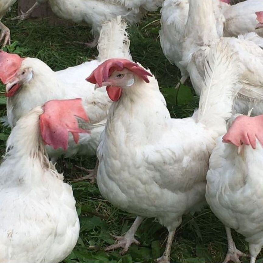 Куры несушки