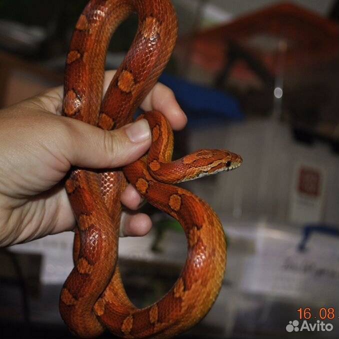 Маисовые полозы взрослые самки и мал.самец