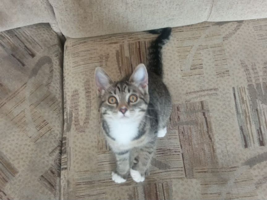 Кошка