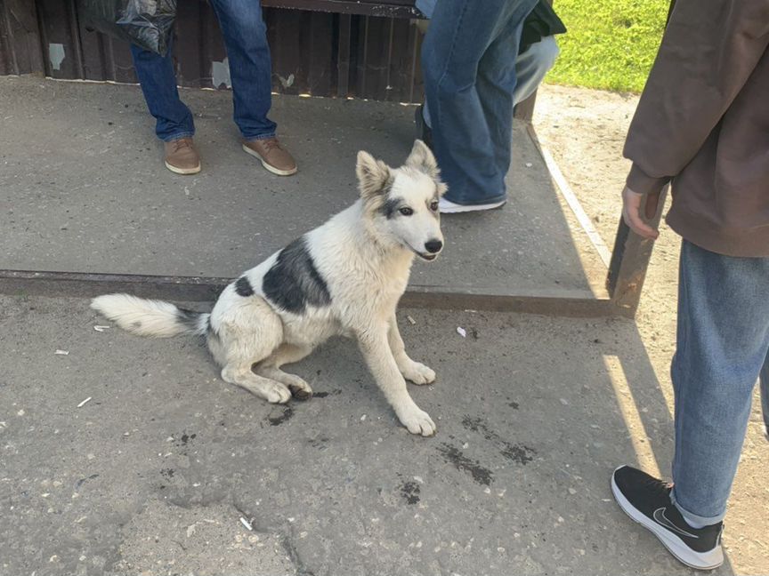 Собачку бросили и гуляет