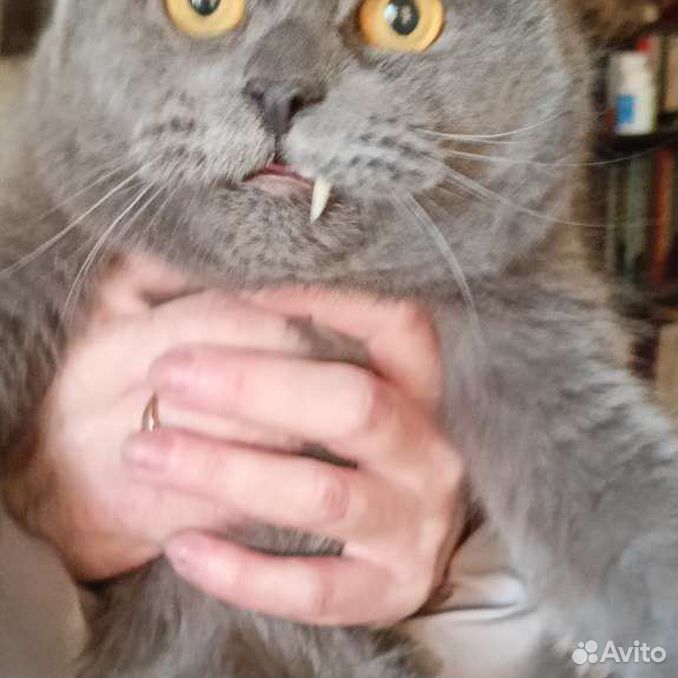 Фенотип британца - в дар