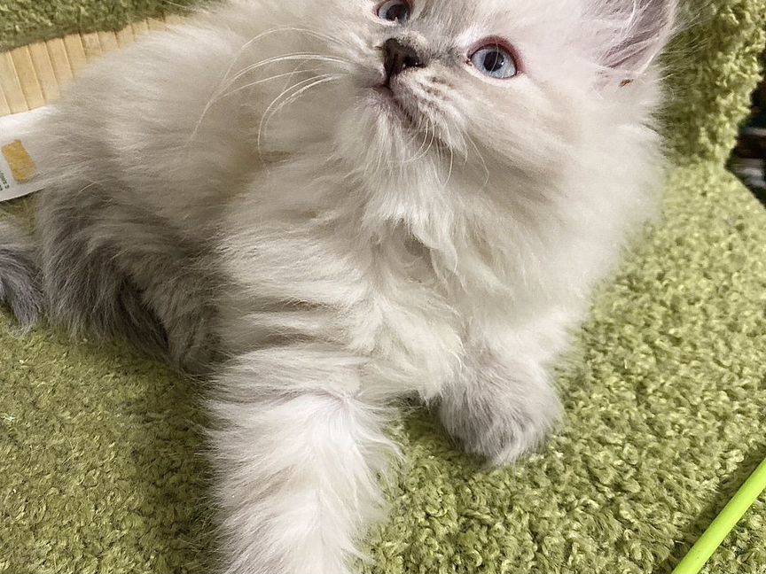 Котенок - породы Невская Маскарадная