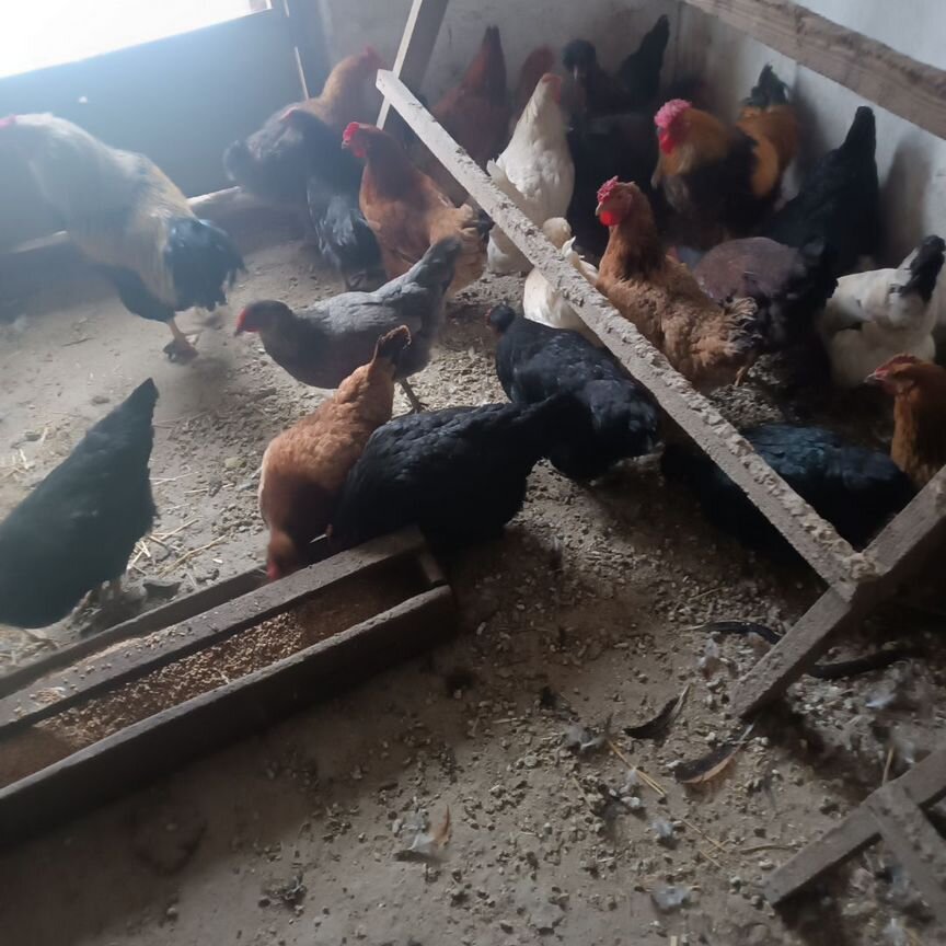 Куры молодки несушки домашние