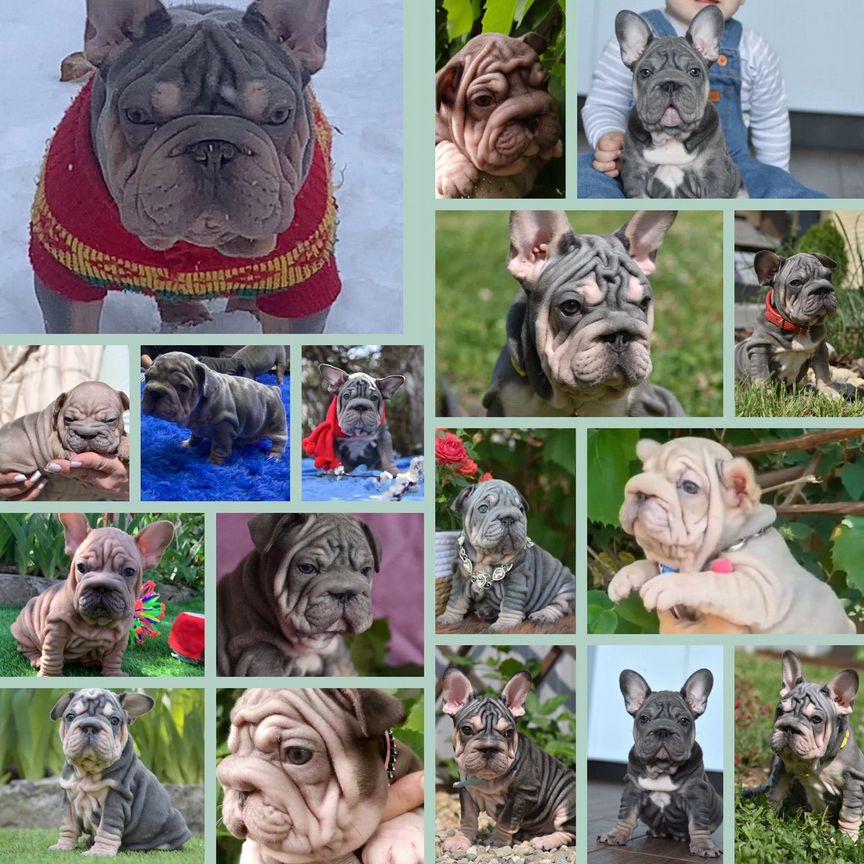 Французский бульдог, щенок