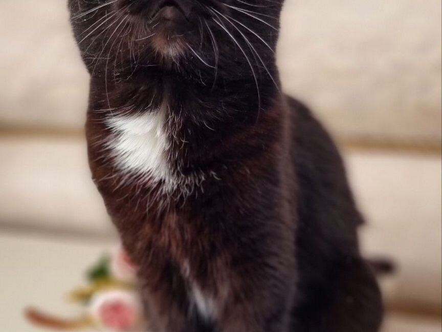 Черный шотдандский кот