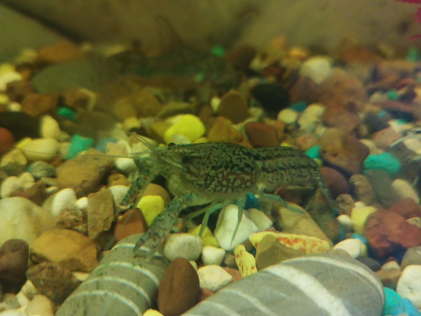 Голубой рак