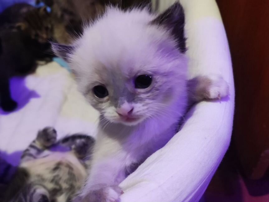 Котята Британцы