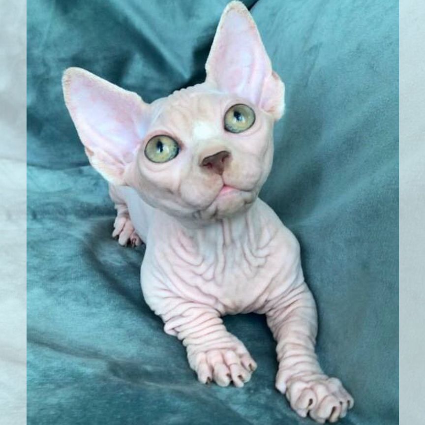 Канадский сфинкс