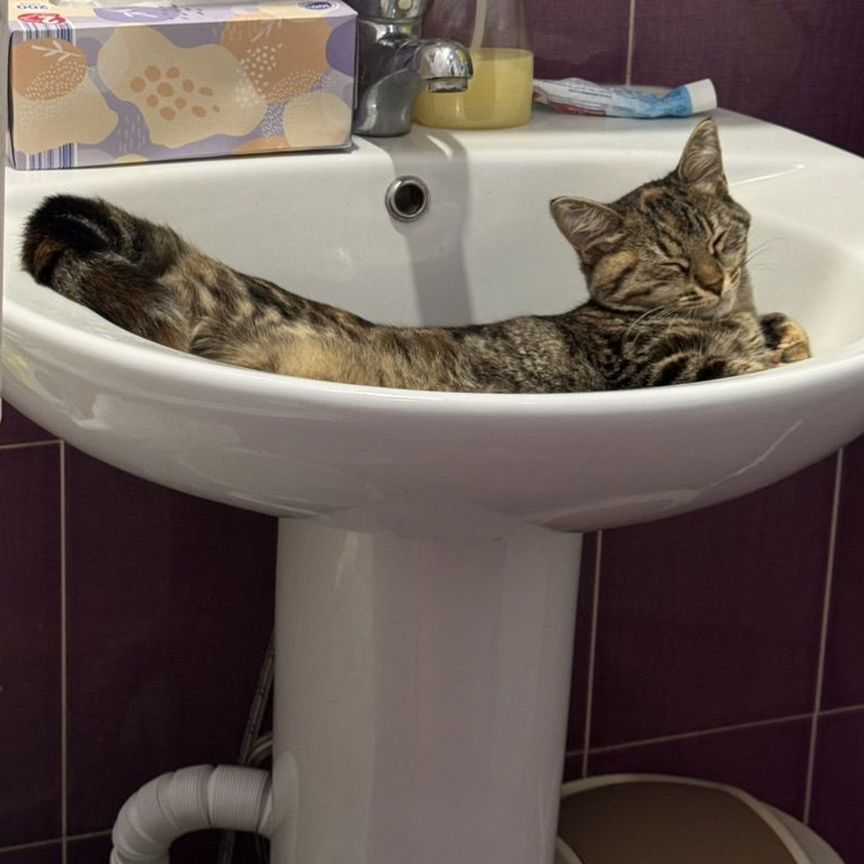 Котёнок в добрые руки