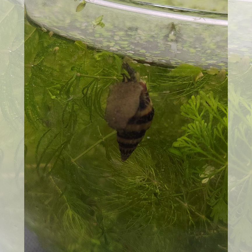 Улитка хелена