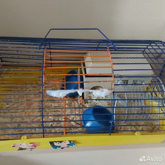 Джунгарский хомяк с клеткой бесплатно