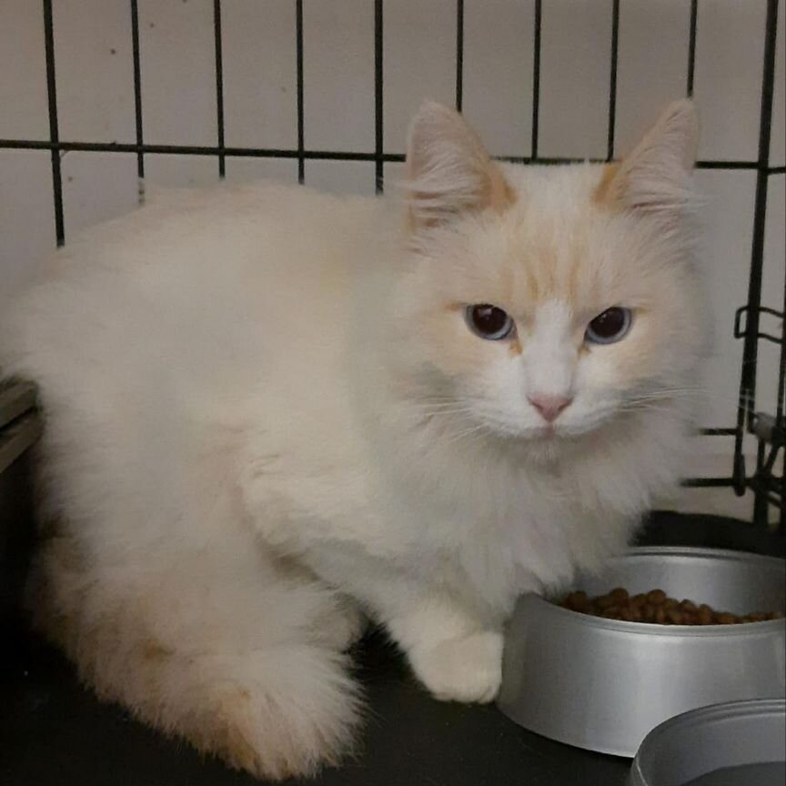 Котик в добрые руки