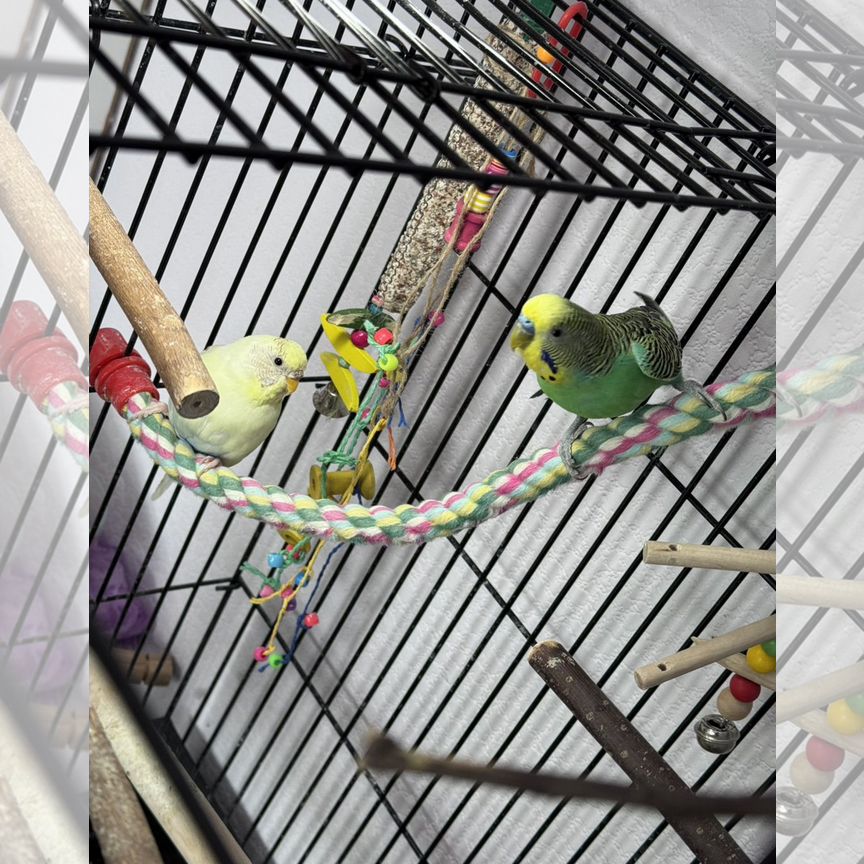 Волнистые попугаи с клеткой