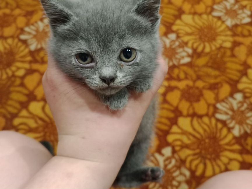 Котята британцы чистокровные