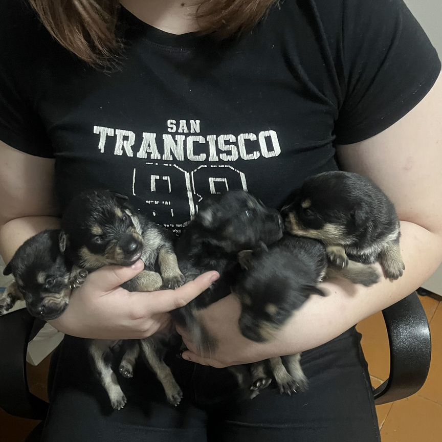 Немецкий пинчер, щенок