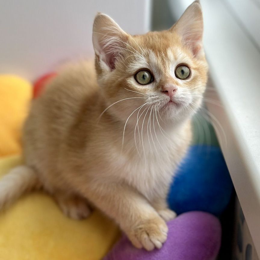 Шотландский прямоухий короткошёрстный котёнок