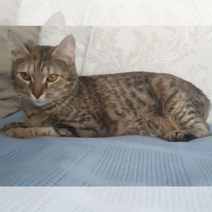 Отдадим в добрые руки стерилизованную кошечку, 9 m