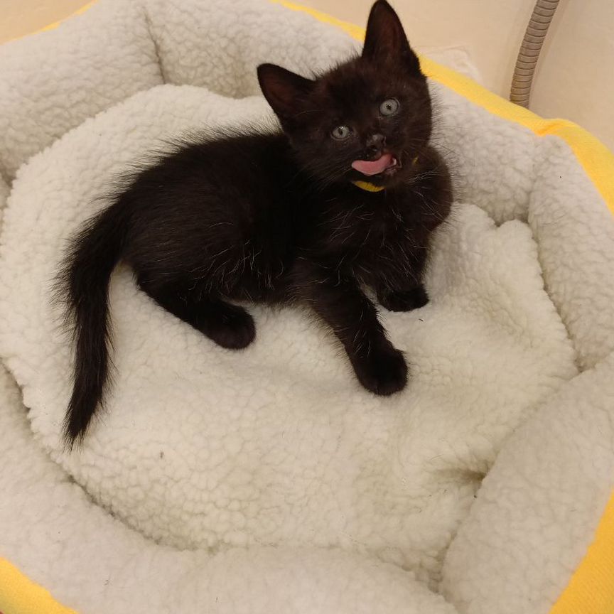 Котёнок