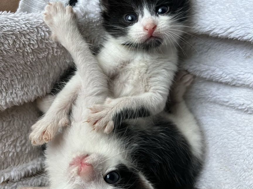 Котята в добрые руки