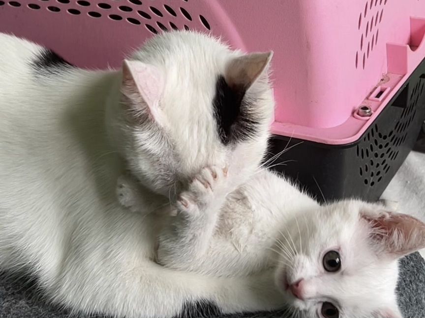 Котята в добрые руки приучены к лотку