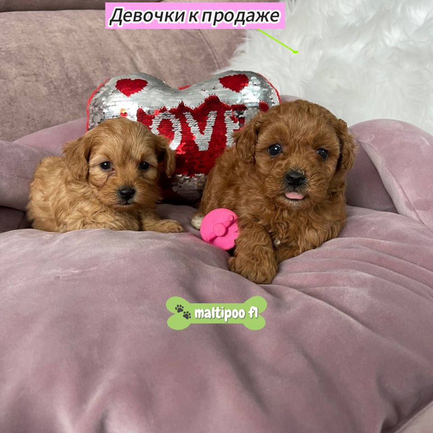 Сладкие мальтипушечки