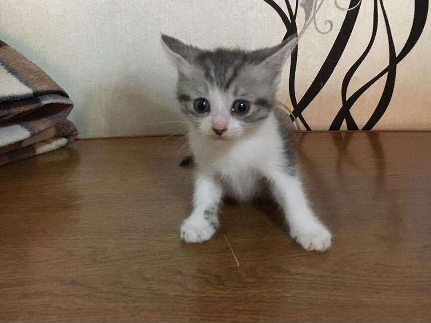 Две кошечки