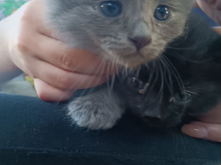 Отдам пушистиков в добрый руки Милые мальчики