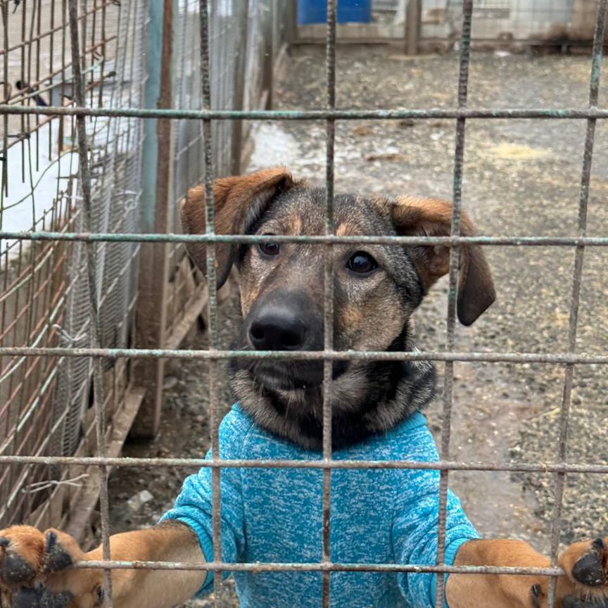 Маленькая Капа очень хочет домой