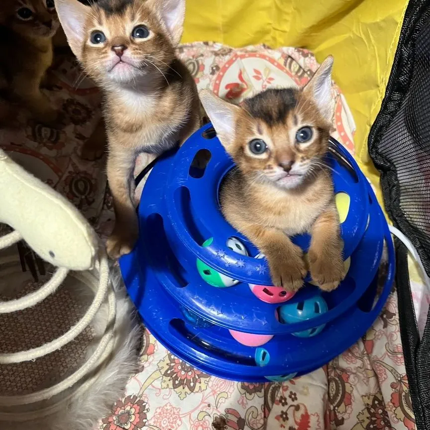 Абиссинские котята дикий окрас