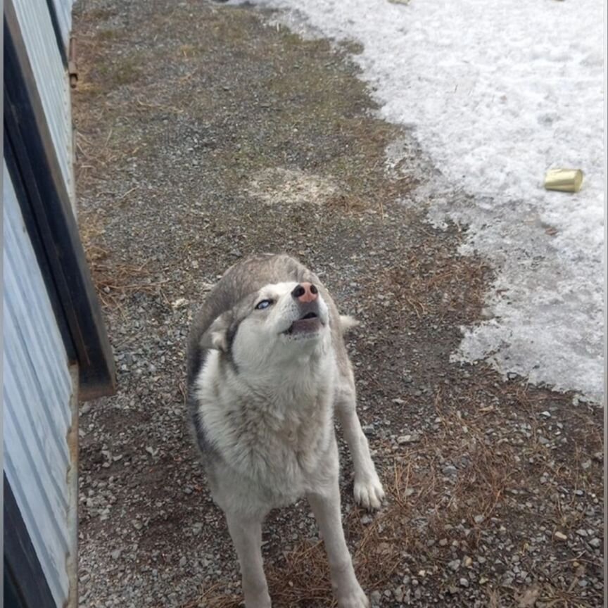 Собака в добрые руки